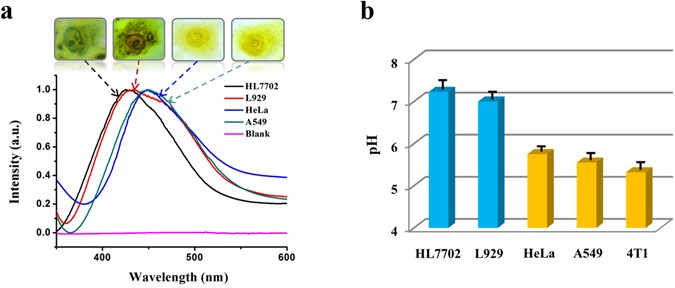 Single-cell pH imaging and detection for pH profiling and label-free ...
