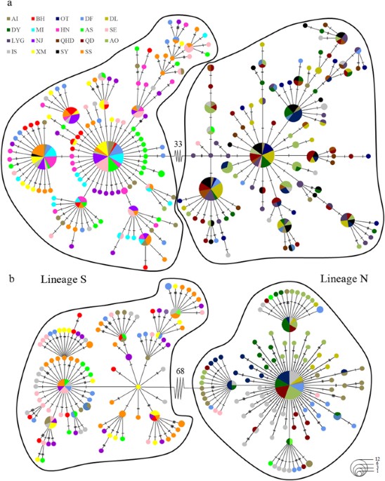 Cryptic diversity in the Japanese mantis shrimp Oratosquilla oratoria ...