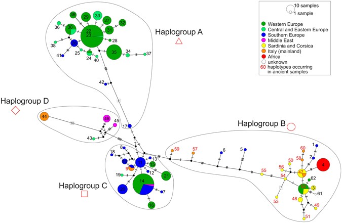 Phylogeography of the Tyrrhenian red deer ( Cervus elaphus corsicanus ...