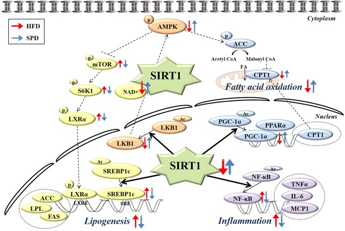 Scopolin ameliorates high-fat diet induced hepatic steatosis in mice ...