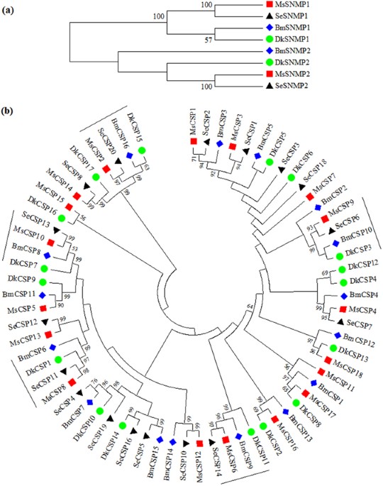 Characterization Of The Adult Head Transcriptome And Identification Of
