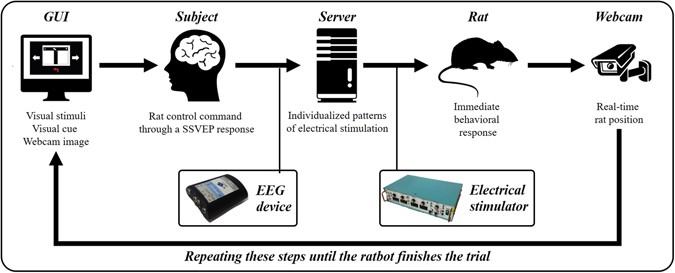 Manipulation of Rat Movement via Nigrostriatal Stimulation Controlled ...
