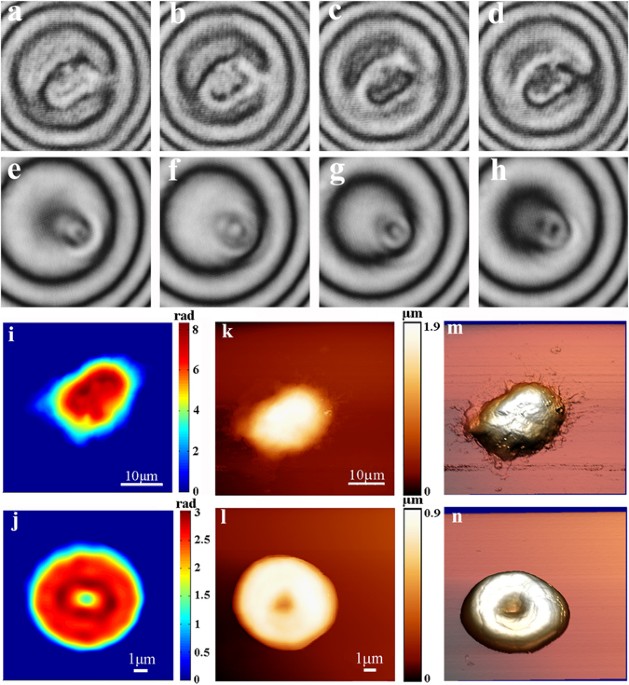 Quantitative refractive index distribution of single cell by combining ...