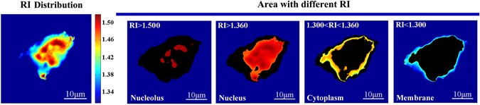 Quantitative refractive index distribution of single cell by combining ...