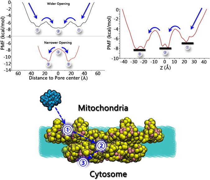 Release of Cytochrome C from Bax Pores at the Mitochondrial Membrane ...
