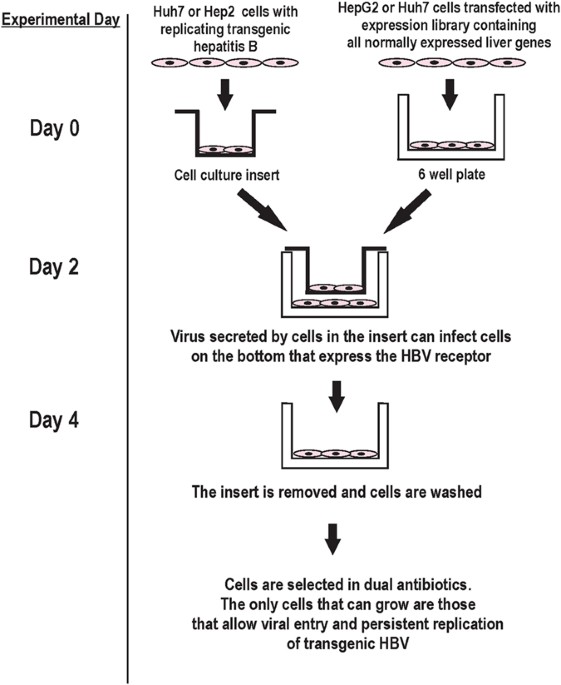 Transgenic hepatitis B: a new model of HBV infection | Scientific Reports