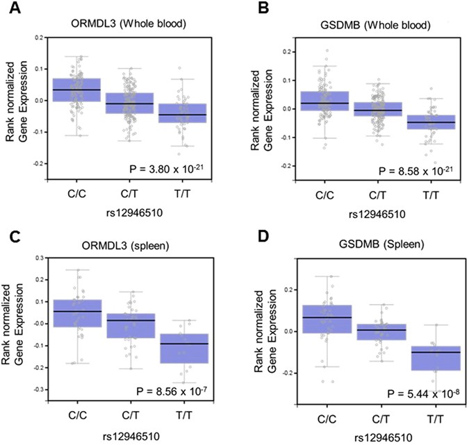 Identification of the functional variant driving ORMDL3 and GSDMB ...