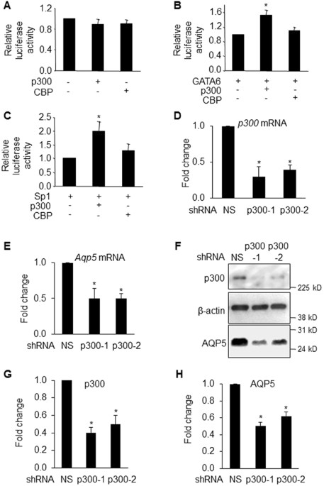 Cell-specific expression of aquaporin-5 ( Aqp5 ) in alveolar epithelium ...