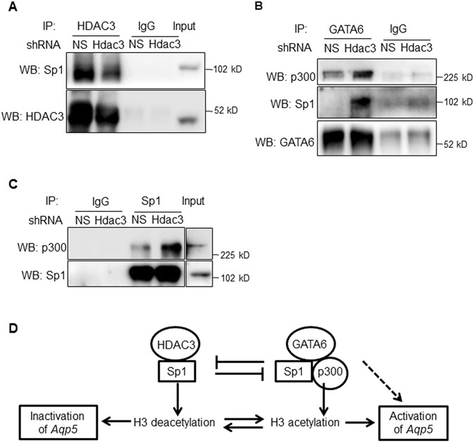 Cell-specific expression of aquaporin-5 ( Aqp5 ) in alveolar epithelium ...