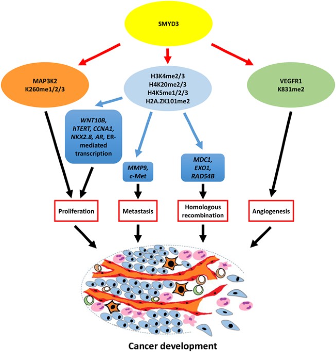 SMYD3 Promotes Homologous Recombination via Regulation of H3K4-mediated ...