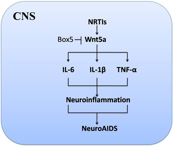 Nucleoside reverse transcriptase inhibitors (NRTIs) induce ...