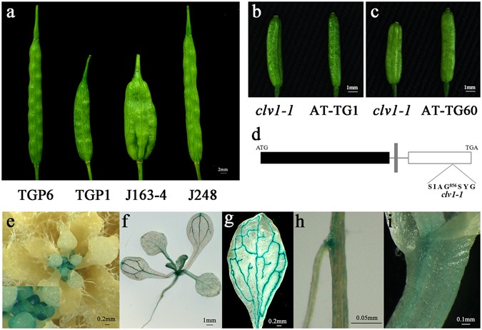 Trilocular phenotype in Brassica juncea L. resulted from interruption ...