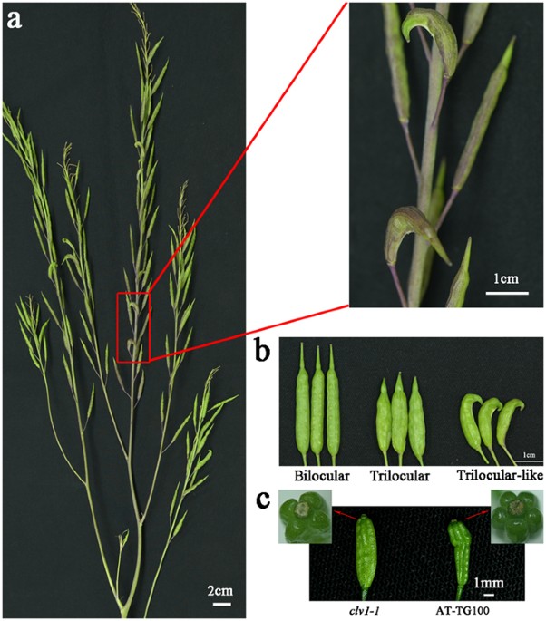 Trilocular phenotype in Brassica juncea L. resulted from interruption ...