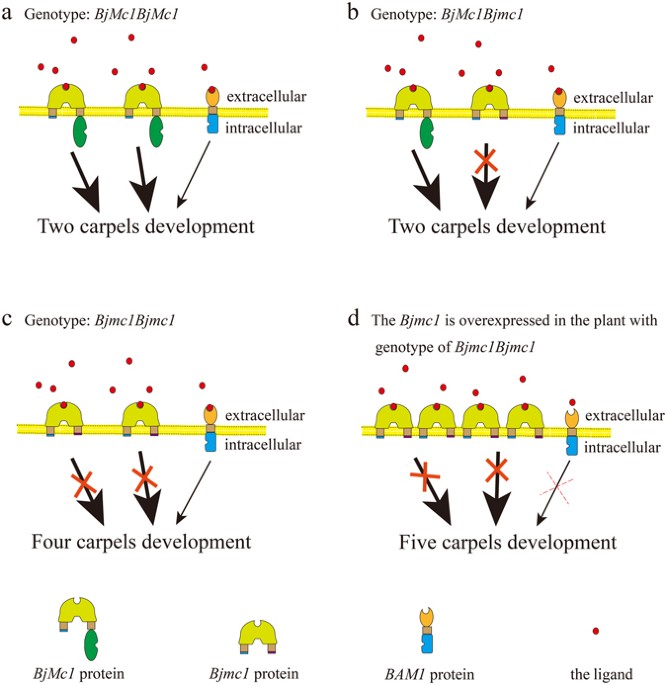 Trilocular phenotype in Brassica juncea L. resulted from interruption ...