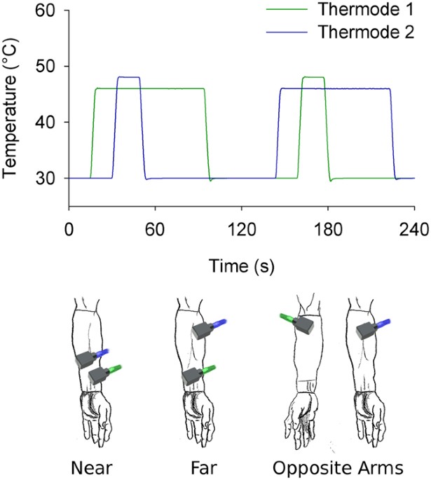 A central mechanism enhances pain perception of noxious thermal ...