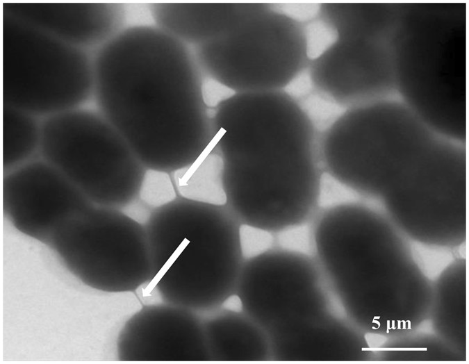 Acinetobacter sp. DW-1 immobilized on polyhedron hollow polypropylene ...