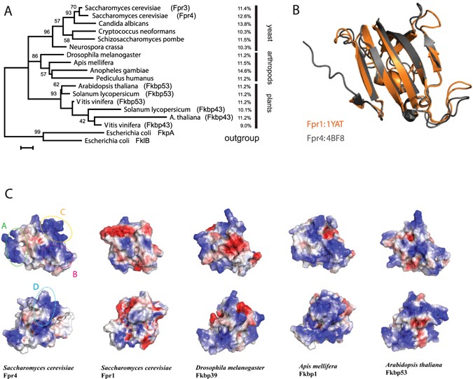 Basic surface features of nuclear FKBPs facilitate chromatin binding ...