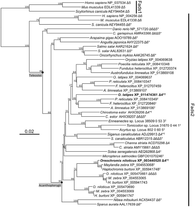 Two alternative pathways for docosahexaenoic acid (DHA, 22:6n-3 ...