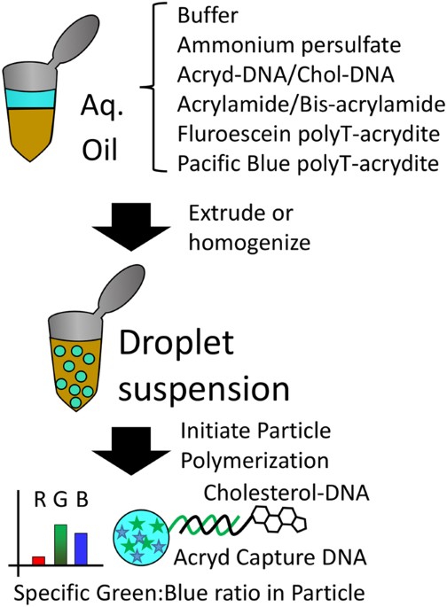 Biomimetic Molecular Signaling using DNA Walkers on Microparticles ...