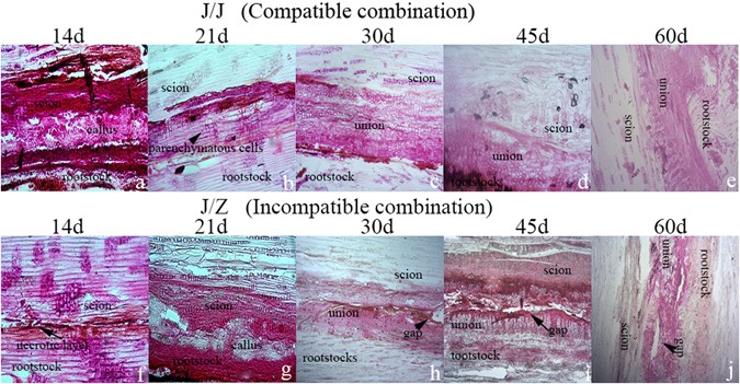 Transcriptome changes between compatible and incompatible graft ...