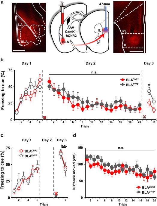 Freezing response-independent facilitation of fear extinction memory in ...