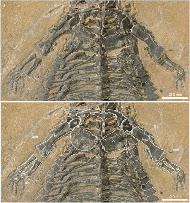 A new, exceptionally preserved juvenile specimen of Eusaurosphargis ...