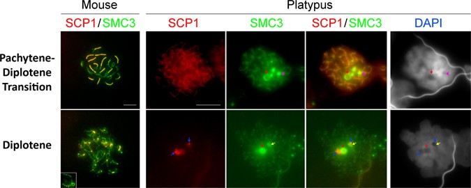 Differential cohesin loading marks paired and unpaired regions of ...