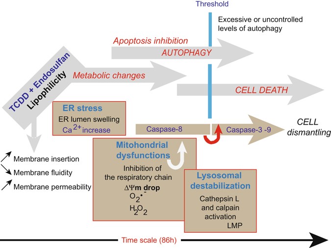 Synergistic cellular effects including mitochondrial destabilization ...