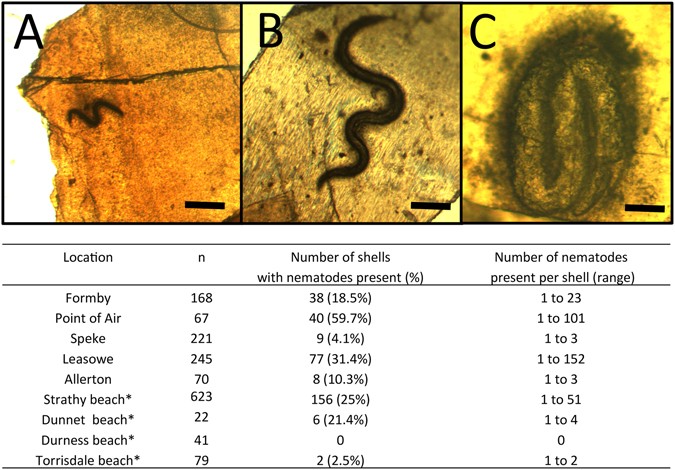 The gastropod shell has been co-opted to kill parasitic nematodes ...