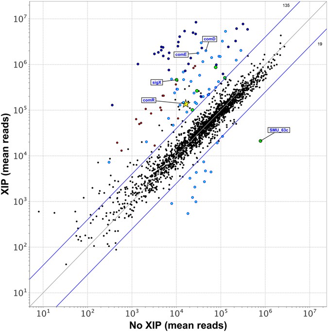 A Positive Feedback Loop Mediated By Sigma X Enhances Expression Of The
