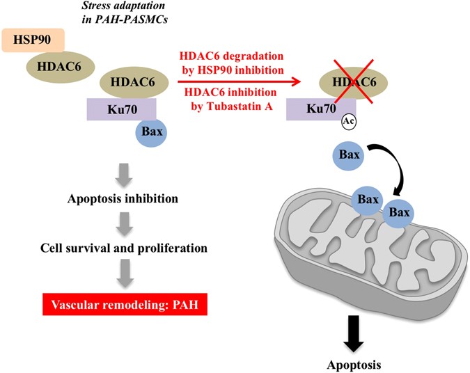 HDAC6: A Novel Histone Deacetylase Implicated in Pulmonary Arterial ...