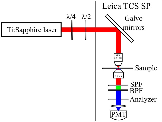 Identification of stacking faults in silicon carbide by polarization ...