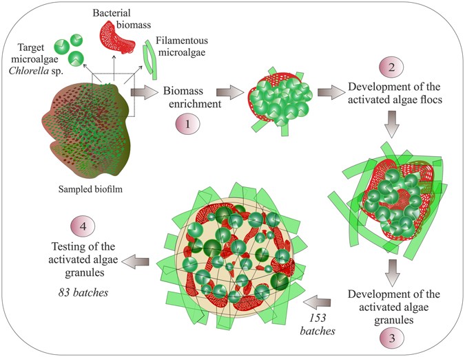 Overcoming Microalgae Harvesting Barrier by Activated Algae Granules | Scientific Reports