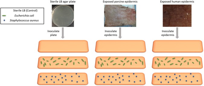 Mie scatter spectra-based device for instant, contact-free, and ...