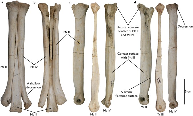 First Ornithomimid (Theropoda, Ornithomimosauria) from the Upper ...