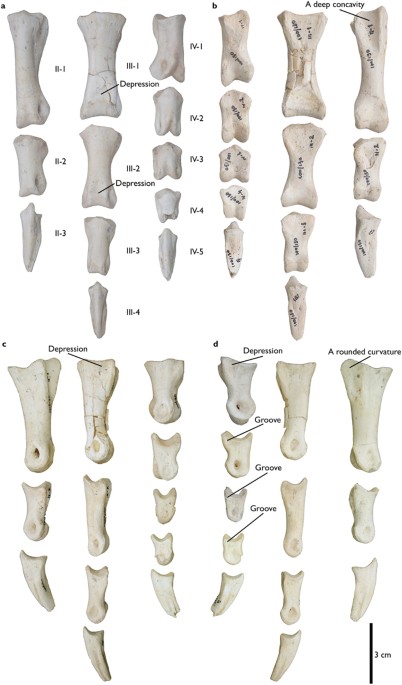First Ornithomimid (Theropoda, Ornithomimosauria) from the Upper ...