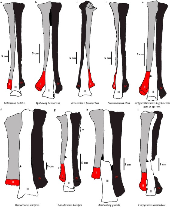 First Ornithomimid (Theropoda, Ornithomimosauria) from the Upper ...