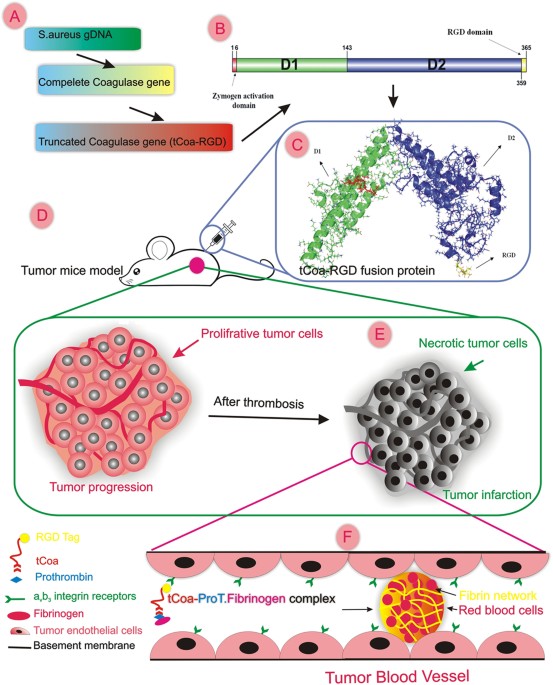RGD delivery of truncated coagulase to tumor vasculature affords local ...
