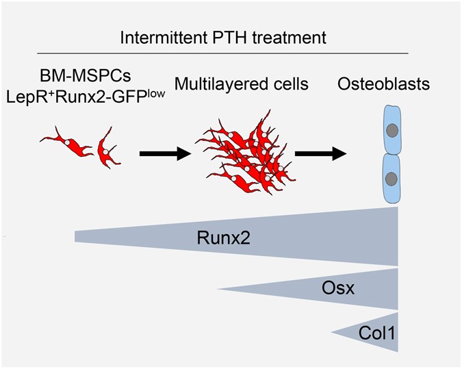 Osteogenic Factor Runx2 Marks a Subset of Leptin Receptor-Positive Cells that Sit Atop the Bone ...