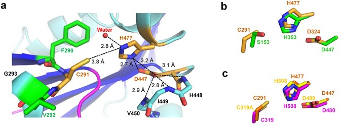 Structure of polyhydroxyalkanoate (PHA) synthase PhaC from ...