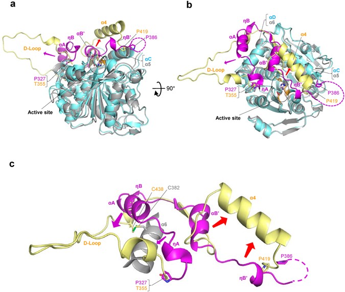 Structure of polyhydroxyalkanoate (PHA) synthase PhaC from ...