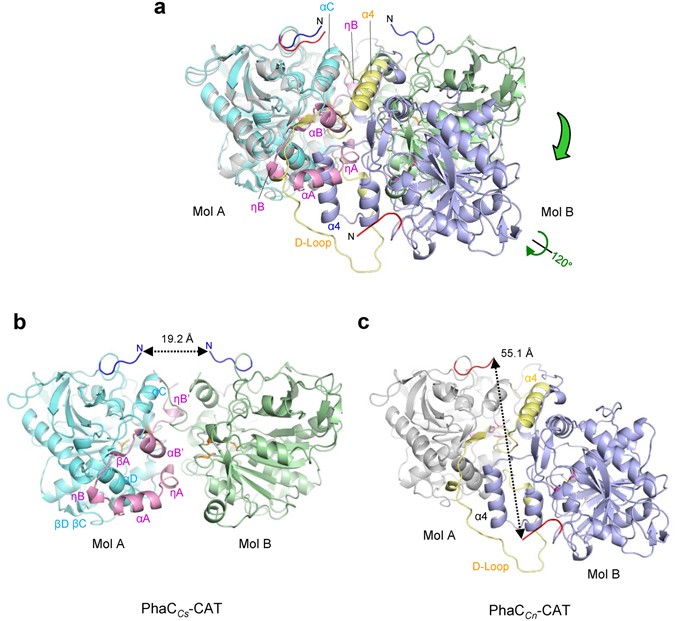 Structure of polyhydroxyalkanoate (PHA) synthase PhaC from ...