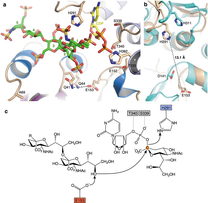 X-ray crystallographic structure of a bacterial polysialyltransferase ...