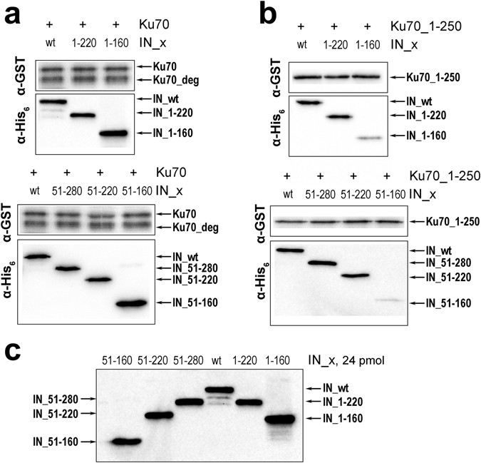 Characterization of HIV-1 integrase interaction with human Ku70 protein ...