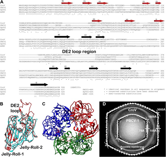 Cryo-EM reconstruction of the Cafeteria roenbergensis virus capsid ...