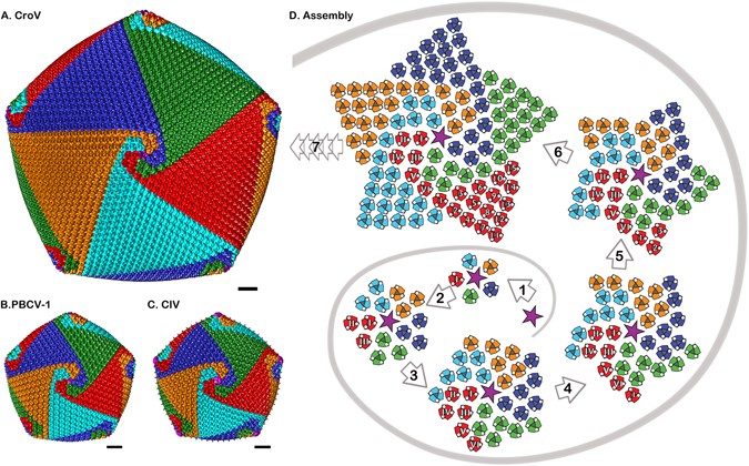 Cryo-EM reconstruction of the Cafeteria roenbergensis virus capsid ...