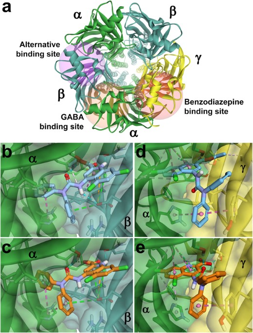 Novel Molecule Exhibiting Selective Affinity for GABA A Receptor ...