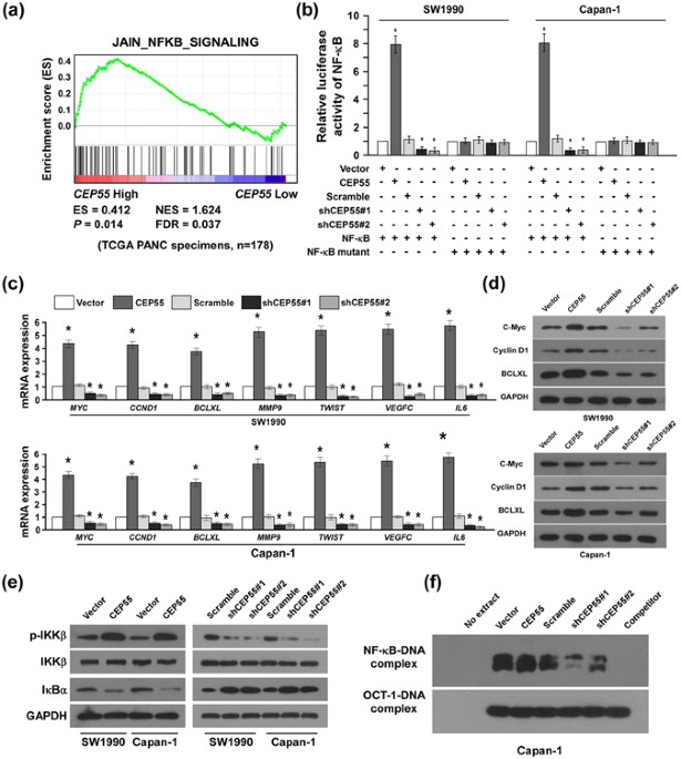 Centrosomal protein 55 activates NF-κB signalling and promotes ...