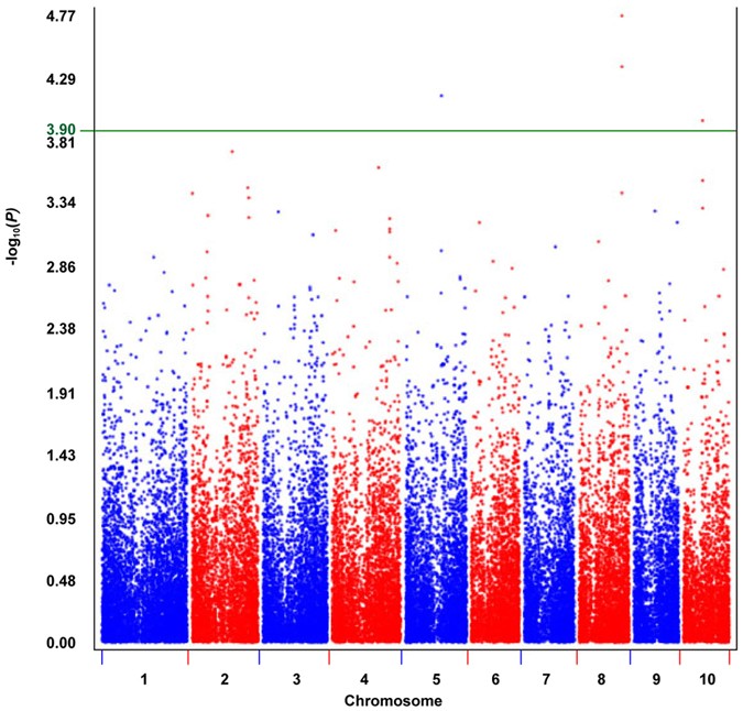Maize ( Zea mays L.) genome size indicated by 180-bp knob abundance is ...