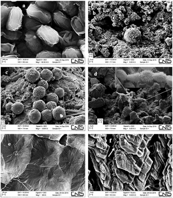A role for microbial selection in frescoes’ deterioration in Tomba ...